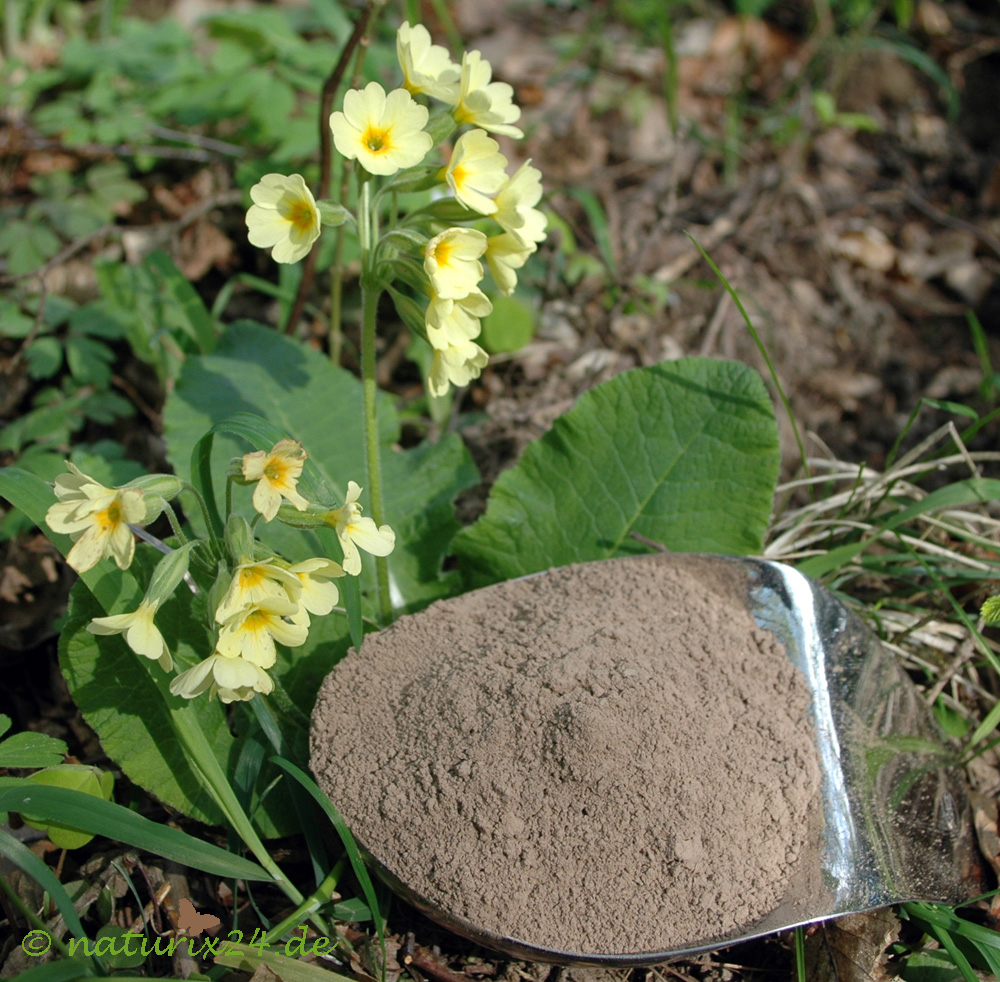 Primelwurzelpulver, Primelwurzel gemahlen | Naturix24 - Produkte der Natur